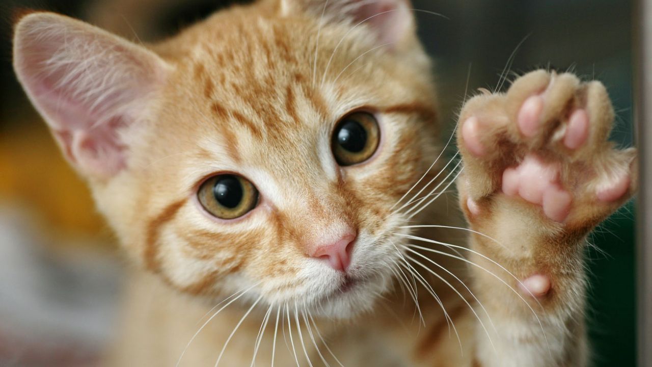 ¿Qué hace tan lindos a los gatos? Científicos responden