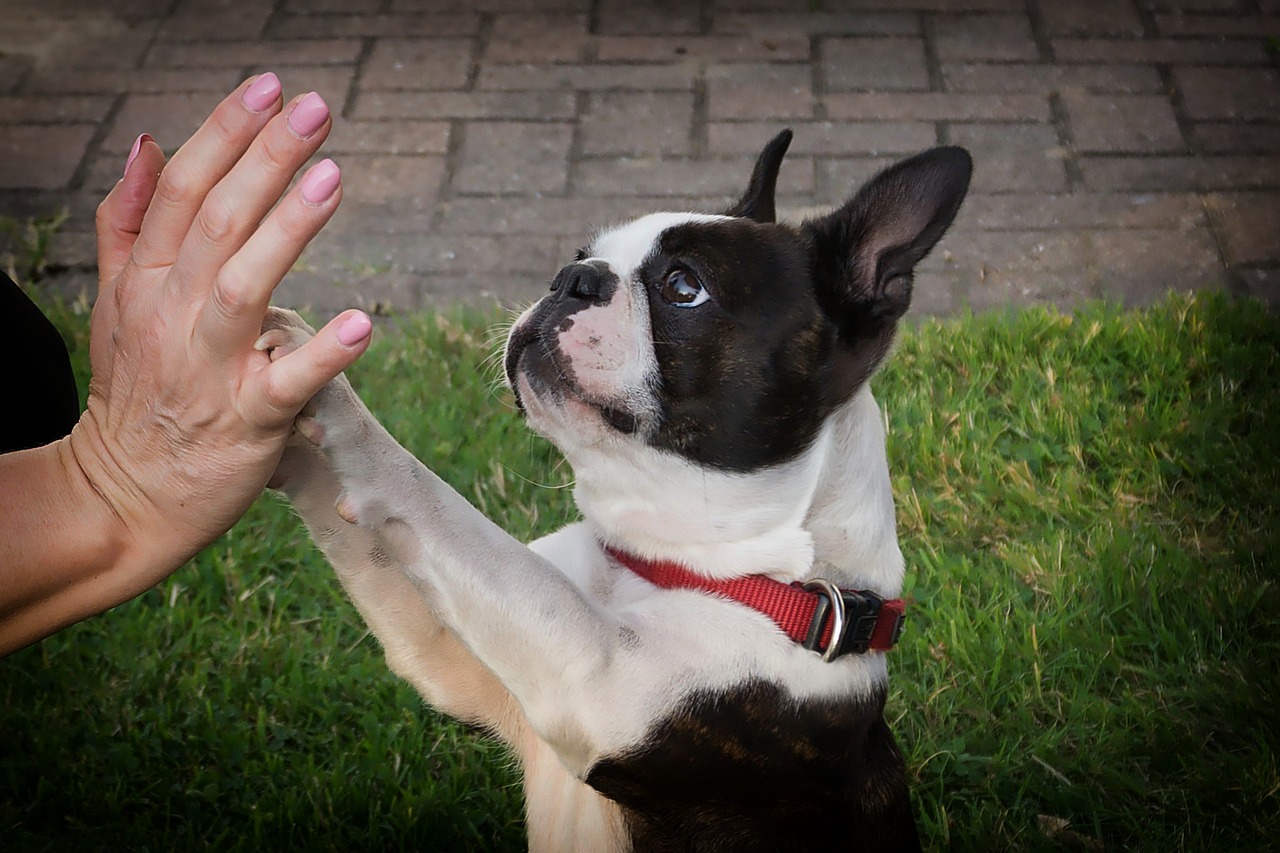 ¡Un gran héroe! perrito salvó la vida de un bebé